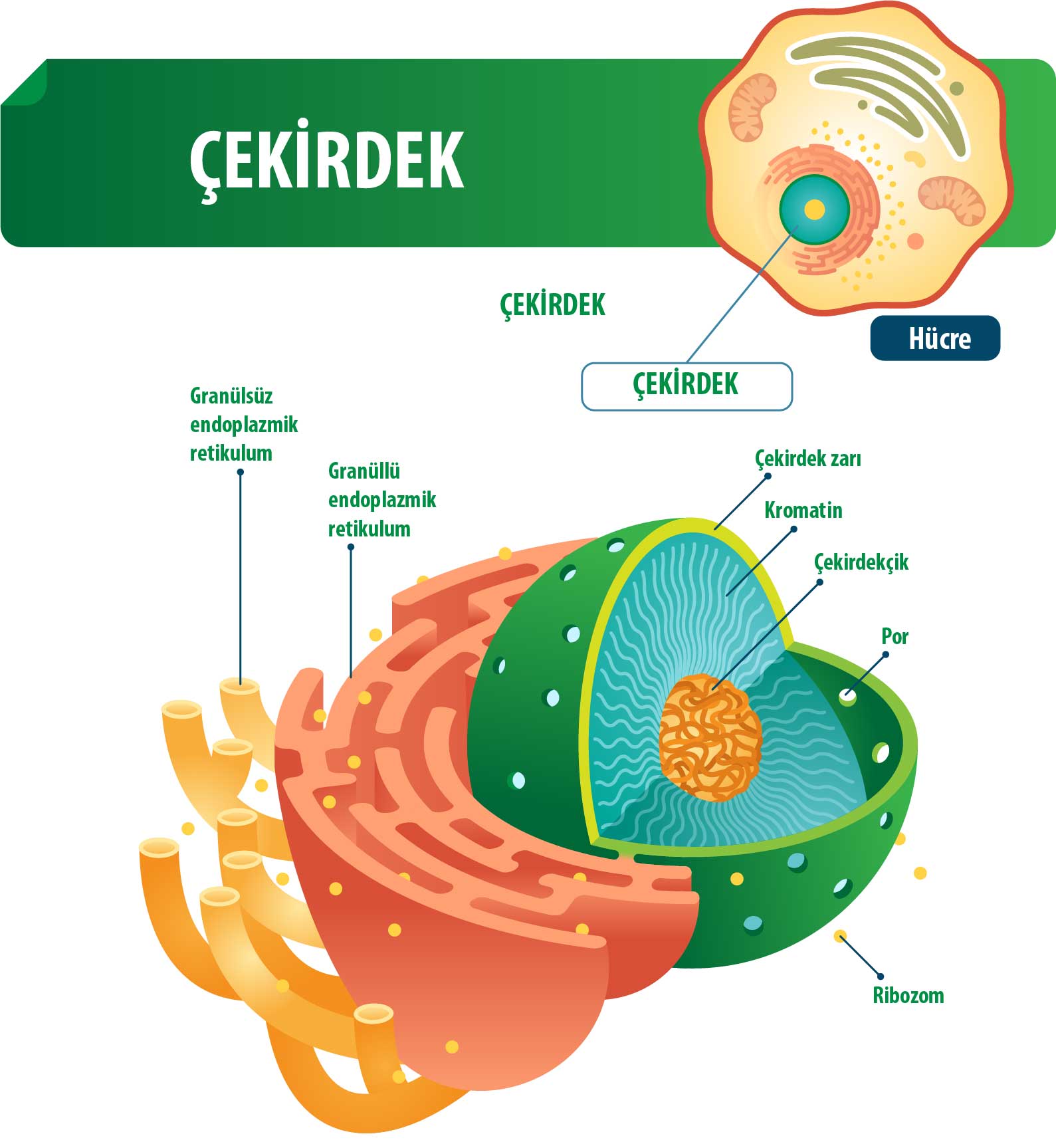Ökaryot ve Prokaryot Hücre Nedir? | Özellikleri ve Farkları Nelerdir ...